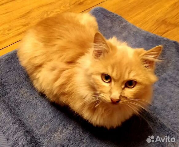 Кот Рыжий Маркуша завершил дачный сезон успешно
