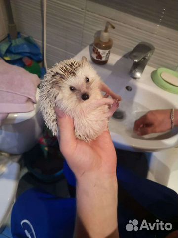 Карликовый африканский ежик