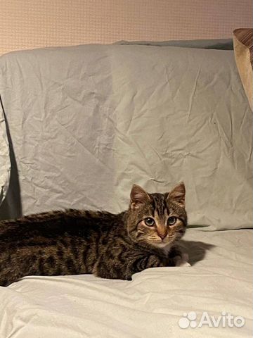 Котенок Майк