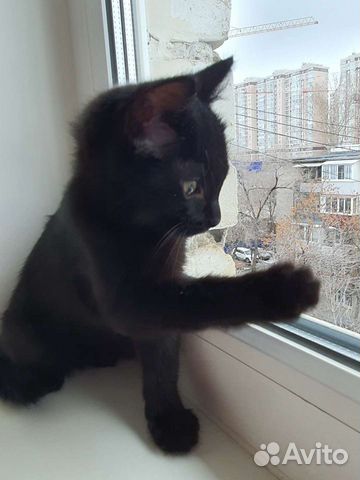 Кошки