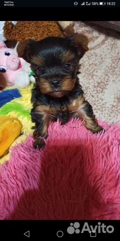 Йоркширский терьер щенок девочка