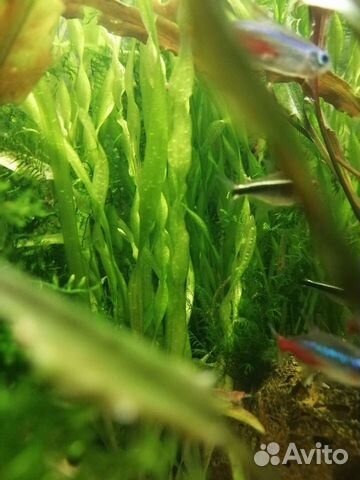 Валлиснерия спиральная