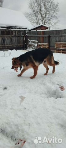 Немецкая овчарка помесь