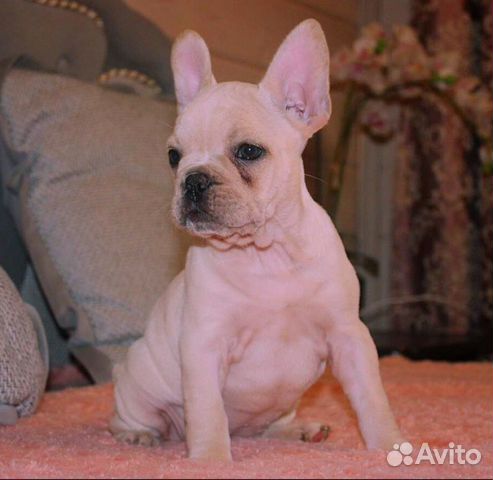 Жемчужинка