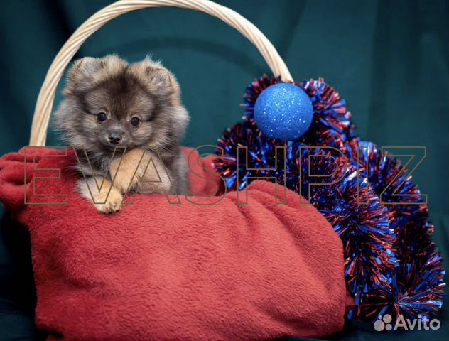 Малыш миник соболь