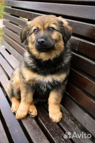 Щенок Пончик 3,5 мес