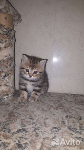 Шотландские мраморные котята