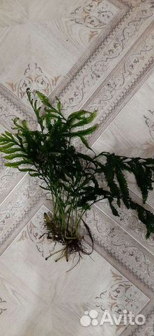 Аквариумные растения