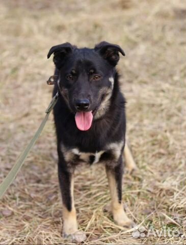 Маленький друг человека ищет дом