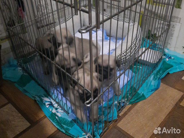 Продаю мопсиков 5 очеровательных мальчиков ждут св