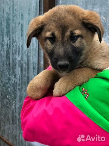 Щенок мальчик в добрые руки
