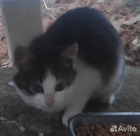 Кошка в дар 1,5 месяца