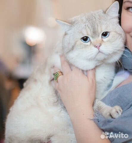 Клубный британский кот и кот для вязки