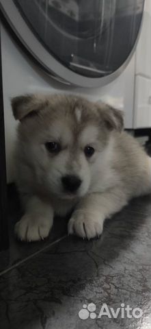 Щенки в добрые руки