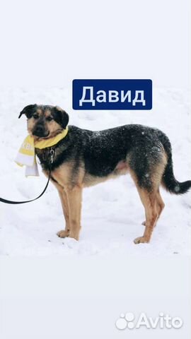 Собаки бесплатно. Нежный Давид