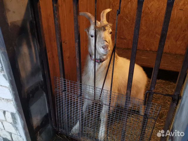 Козел ламанча