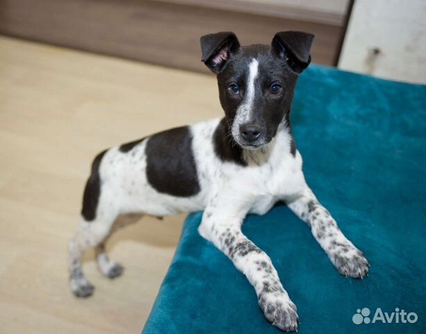 Самый лучший друг