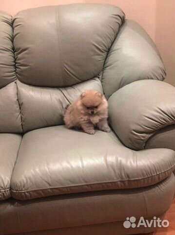 Померанский шпиц