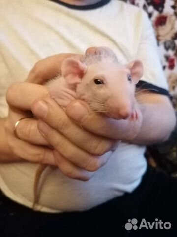Крысенок сфинкс 2.7 мес мальчик