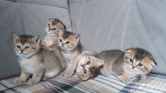 Шотландские котята