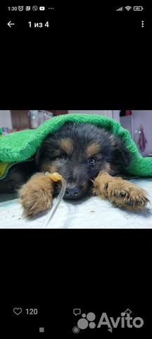 Щенок в добрые руки бесплатно