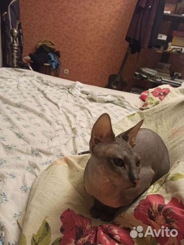 Сфинкс