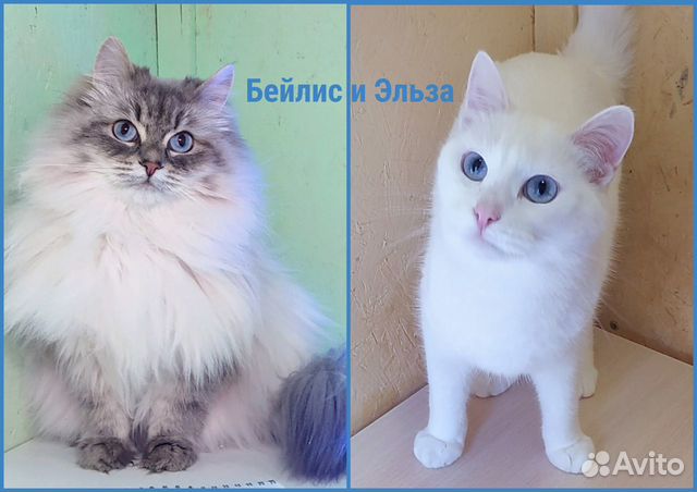 Сладкая парочка котик Бейлис и кошечка Эльза
