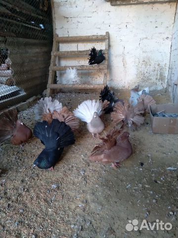 Голуби павлины