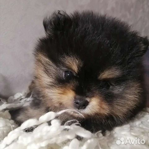 Собака