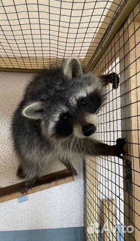 Енот полоскун по имени Сава - мальчик