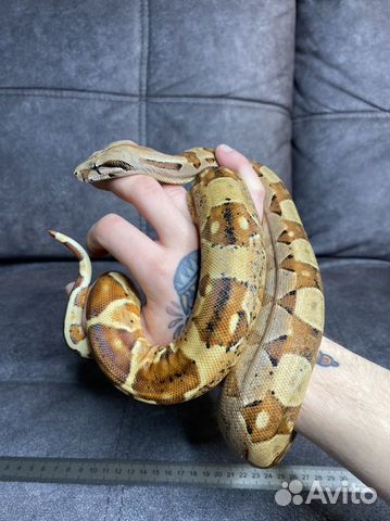 Императорский удав (constrictor) Salmon