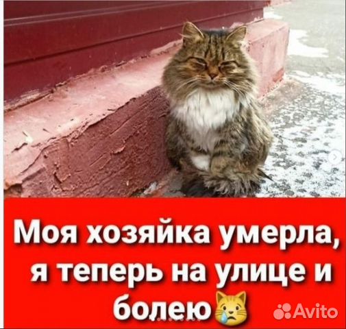 Выкинули на мороз ласковую красавицу