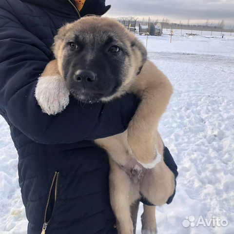 Щенок Кузя