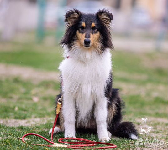 Щенки колли щенок колли