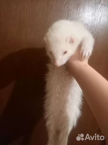 Хорек бесплатно