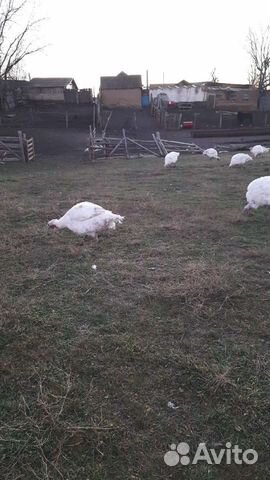 Индюшата хайбрид конвертер