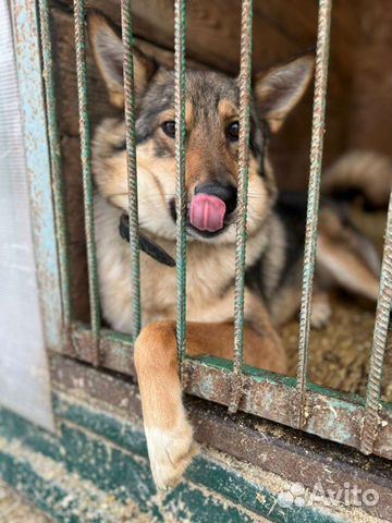 Красавец Того потерял хозяина