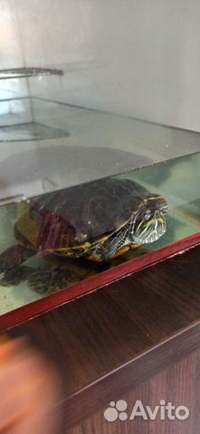 Черепаха с аквариумом