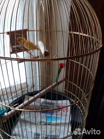 Канарейка кенор