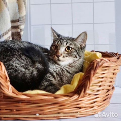 Котенок девочка в добрые руки