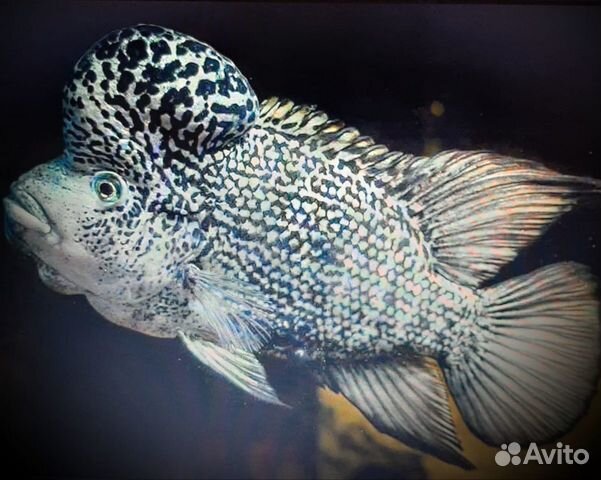 Гаитянская цыхлазома