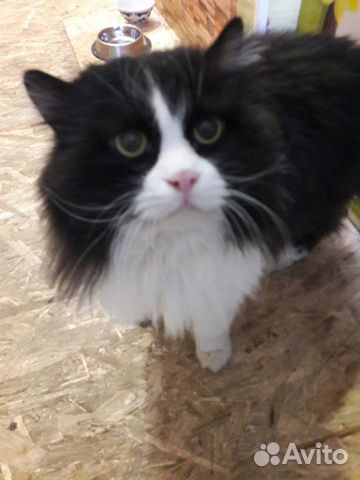 Новый дом для котика потерявшего хозяйку