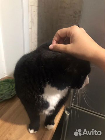 Разыскивается новый хозяин для котика