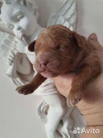Кавапу,Cavadoodle. Щенки на выбор
