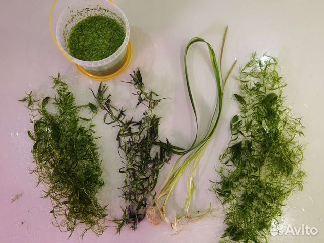 Прополка аквариумные растения