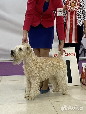 Ирландский пшеничный терьер. РКФ. Щенки