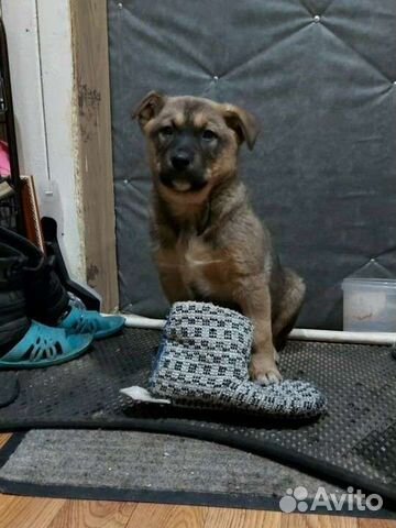 Щенок