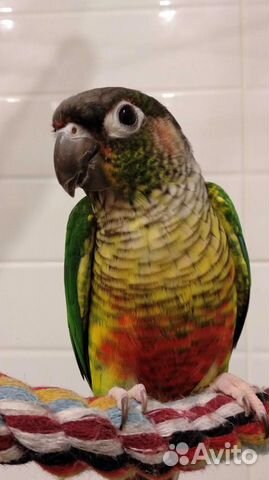 Попугай пиррура