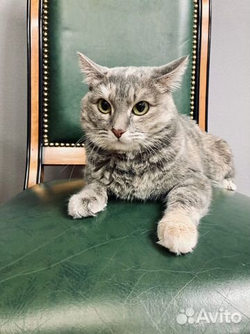 Мышка-Малышка в ожидании заботливого человека)