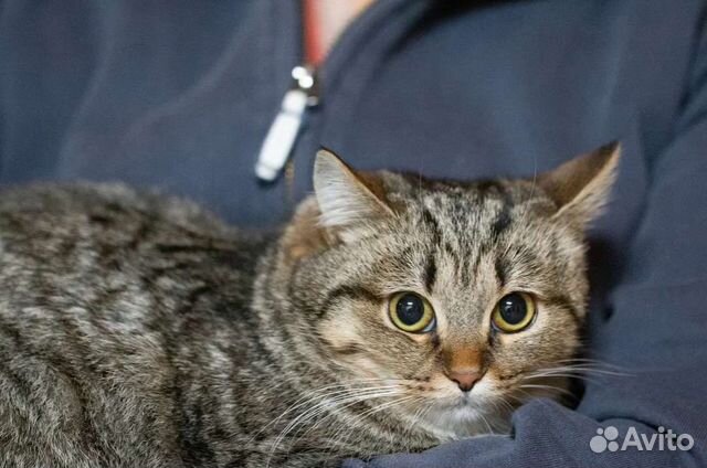 Ласковая Китти в добрые руки